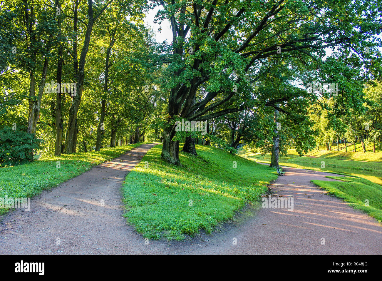 Summer park path. Green trees, stone paths. Walk in the fresh air ...