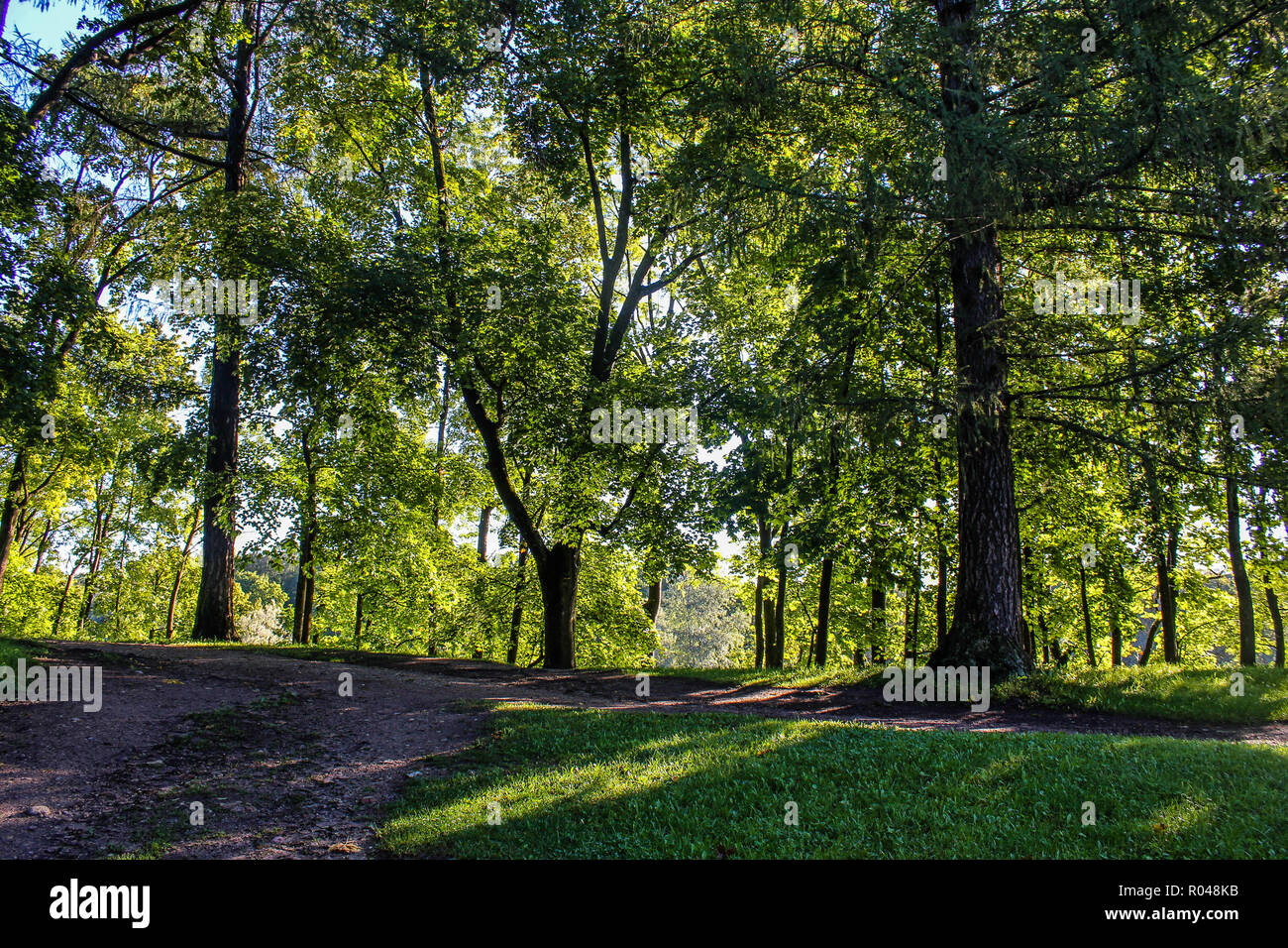 Summer park path. Green trees, stone paths. Walk in the fresh air ...