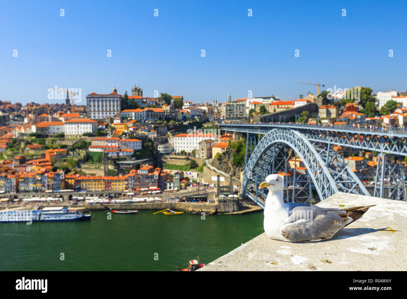 Seagull and Porto skyline. Freedom and travel concept. Aerial view of ...