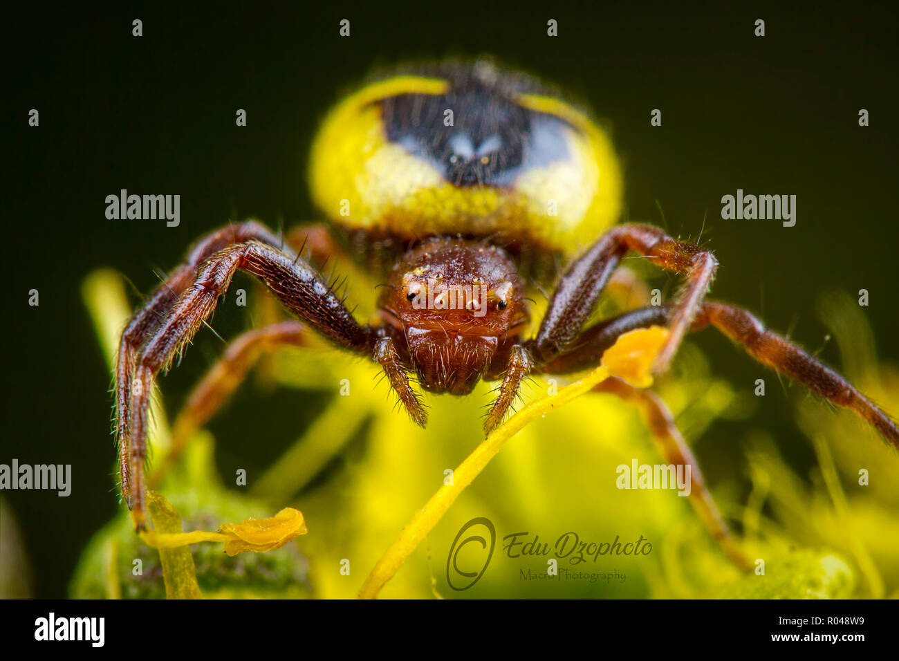 Carapace spider crab hi-res stock photography and images - Alamy