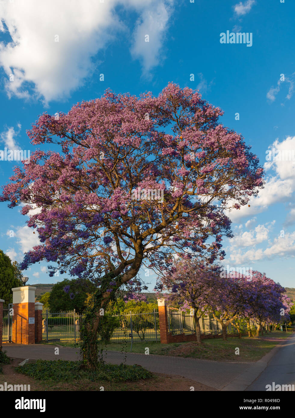 Jacaranda trees in bloom pretoria hi-res stock photography and images ...