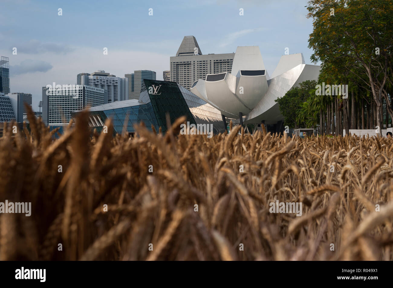 Singapore wheat grain hi-res stock photography and images - Alamy