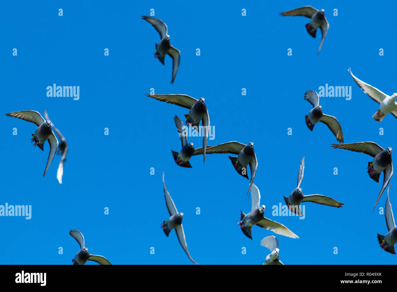 Flying pigeons and skies hi-res stock photography and images - Alamy