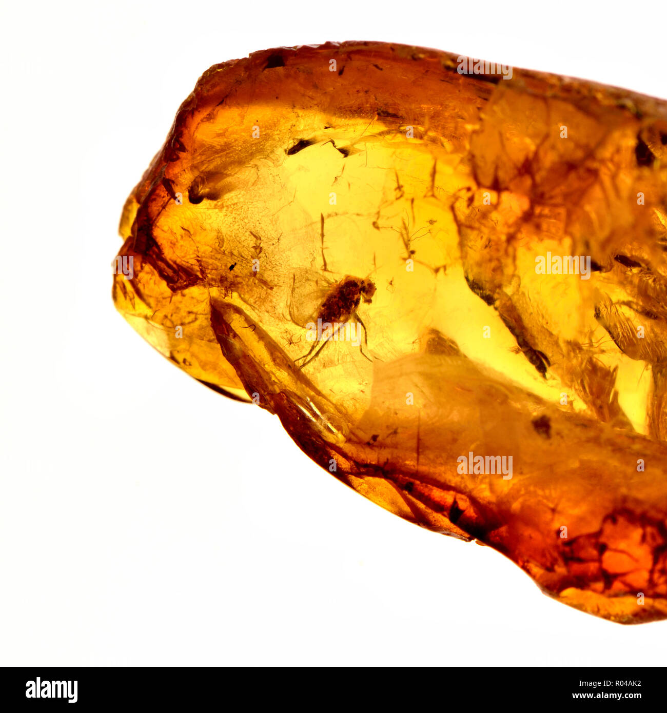 Prehistoric fly in Baltic amber Stock Photo - Alamy