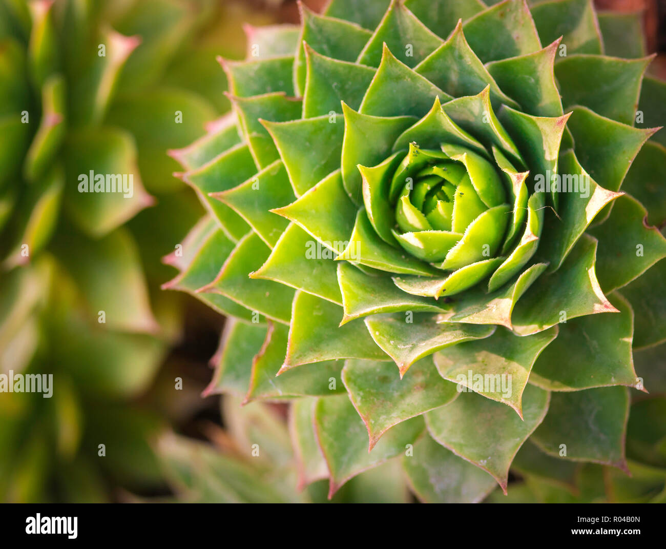 Close-up of Echeveria, succulent plant with green leaves that form a ...