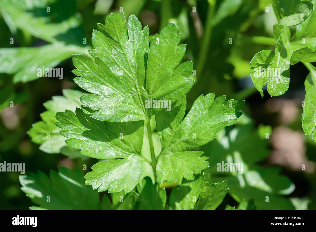 Parsley flat leaf garden hi-res stock photography and images - Alamy