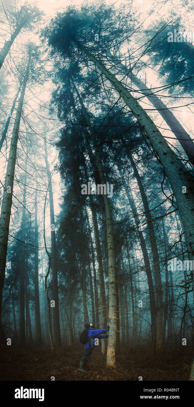 Surreal forest landscape with man touching tree trunk and looks up ...