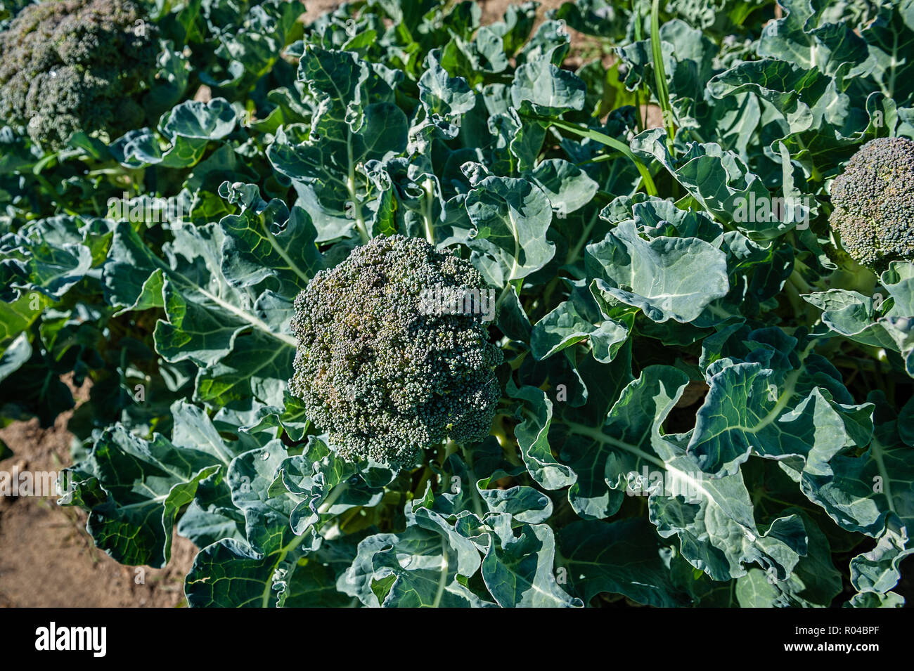A head of broccoli growing in a field during late summer Stock Photo ...