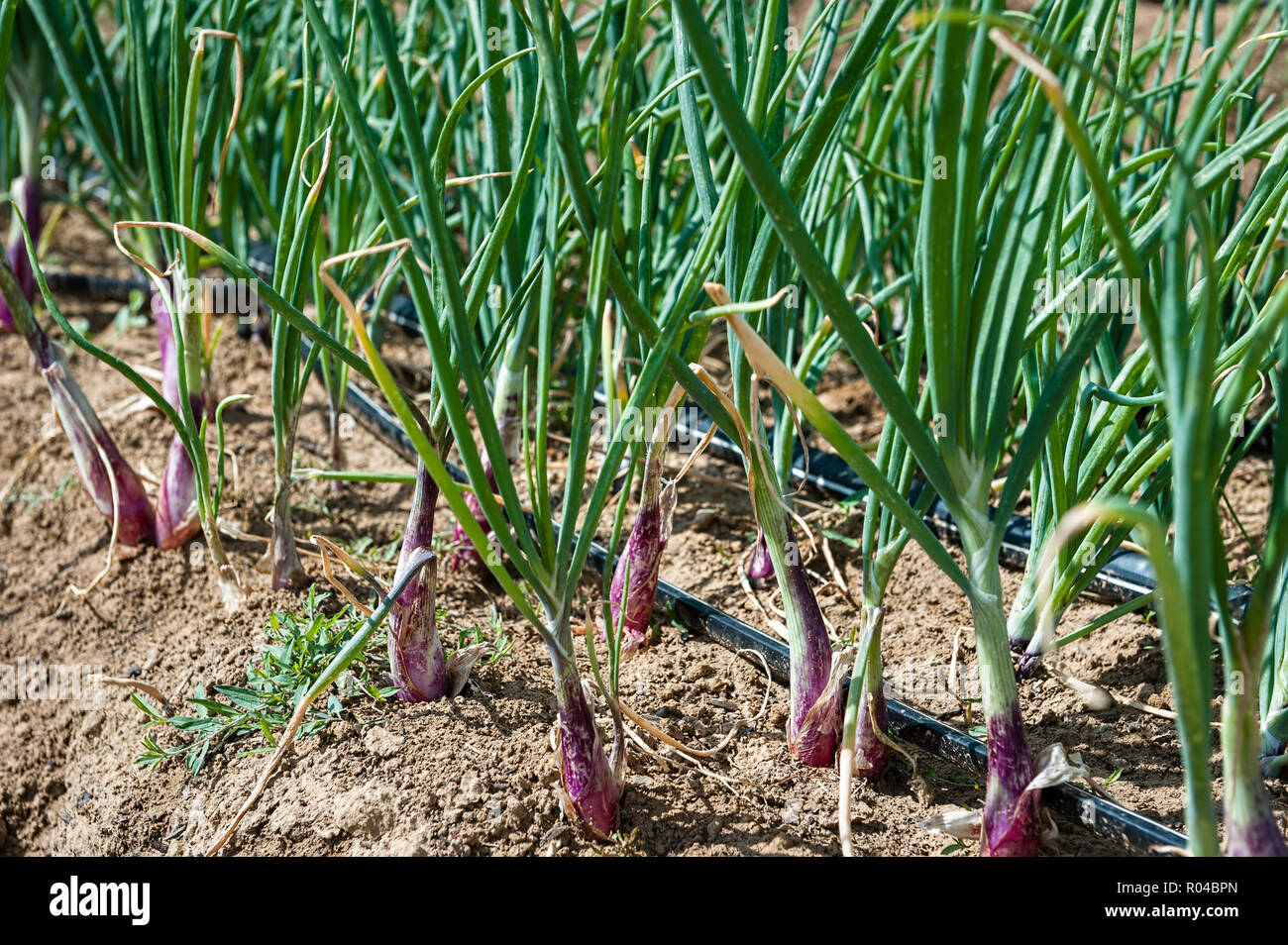 Purple Onion Growing