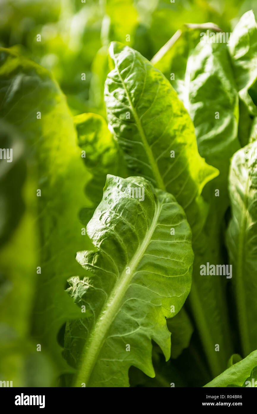 Sorrel color hi-res stock photography and images - Alamy