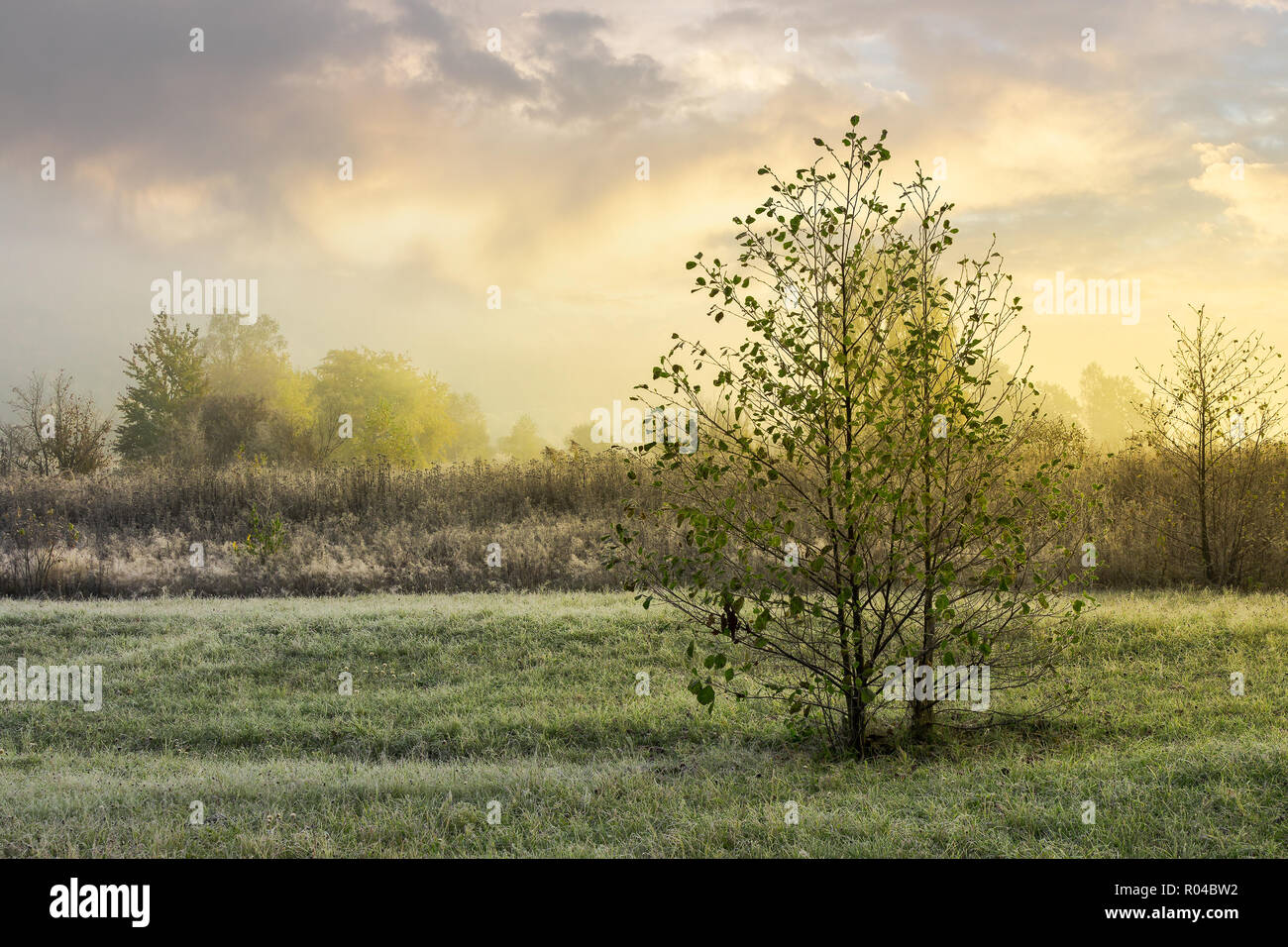 trees on the grassy meadow at sunrise. lovely countryside background of ...