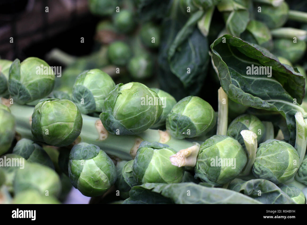 Stalks minerals hi-res stock photography and images - Alamy