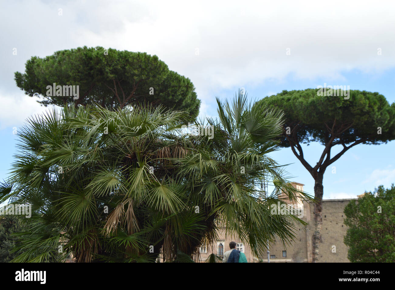 Italian pine and palm trees grow on Via dei Fori Imperiali - tourist ...