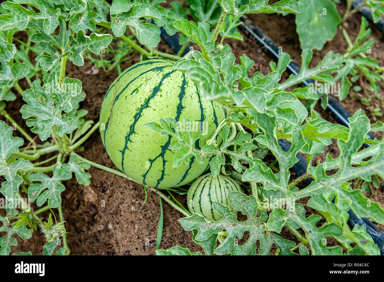 Melon plant hi-res stock photography and images - Alamy