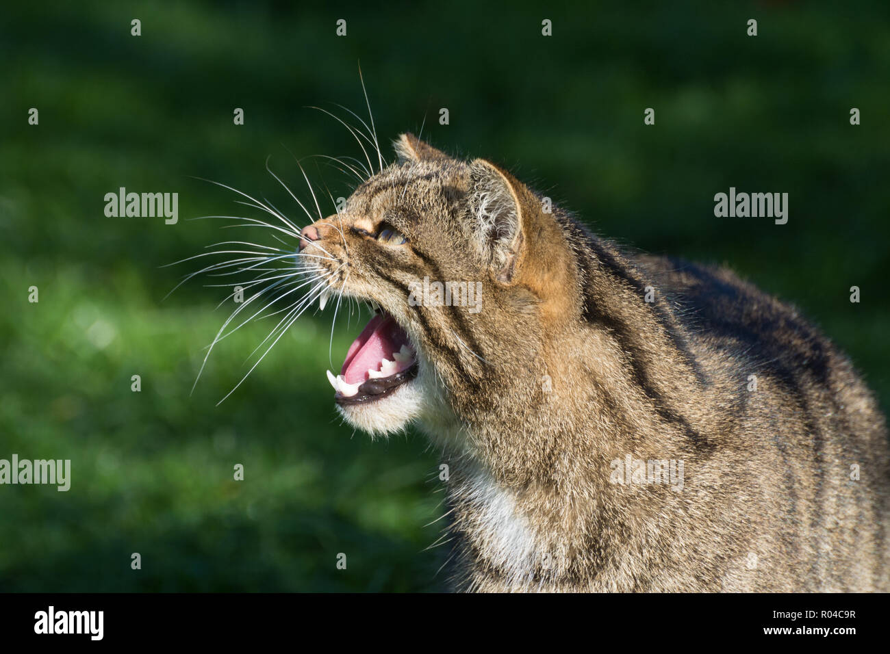 Teeth bared hi-res stock photography and images - Alamy