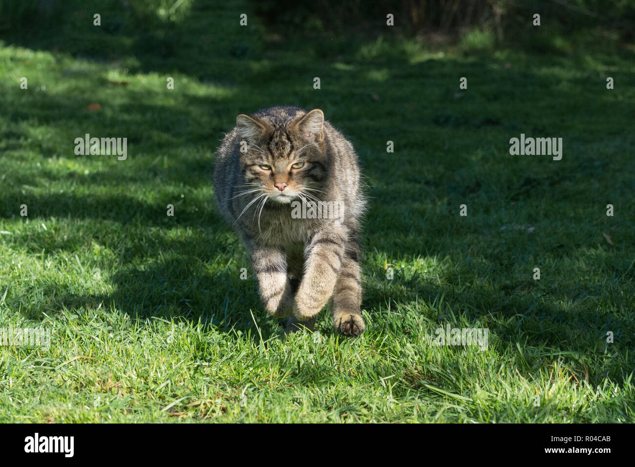 Scottish wildcat running hi-res stock photography and images - Alamy
