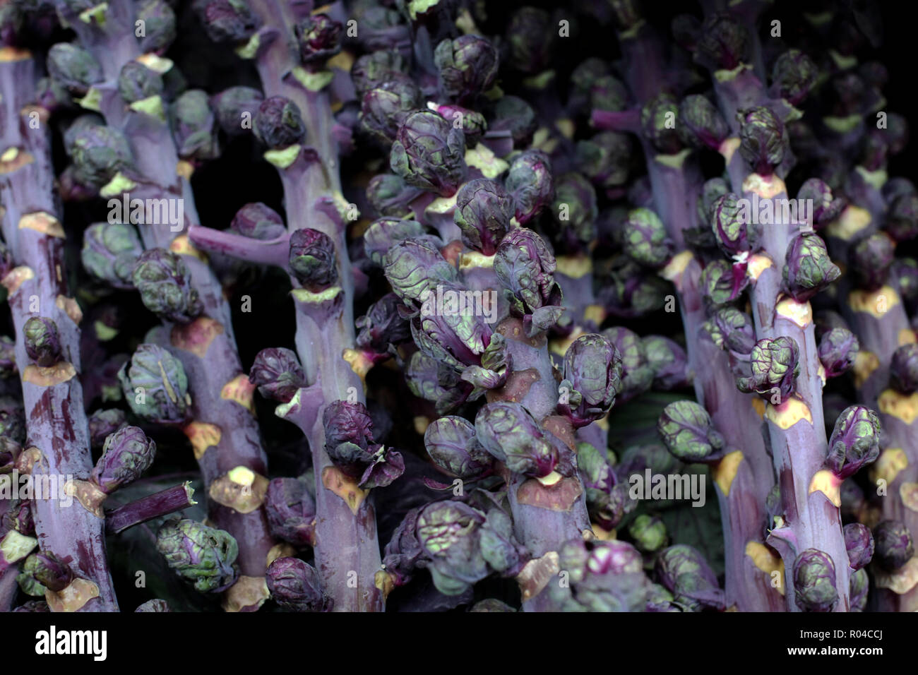 Stalks minerals hi-res stock photography and images - Alamy