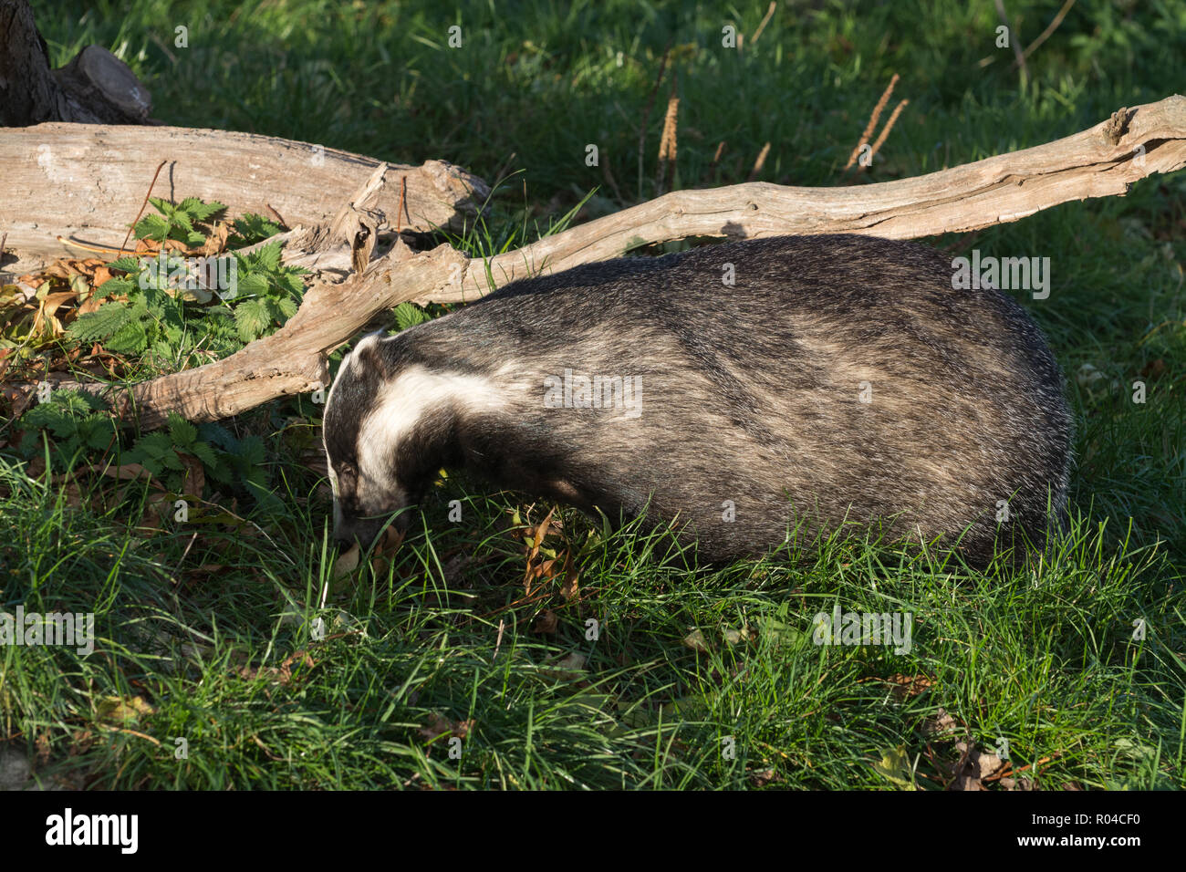 Badger (European or Eurasian badger, Meles meles), a mustelid species ...