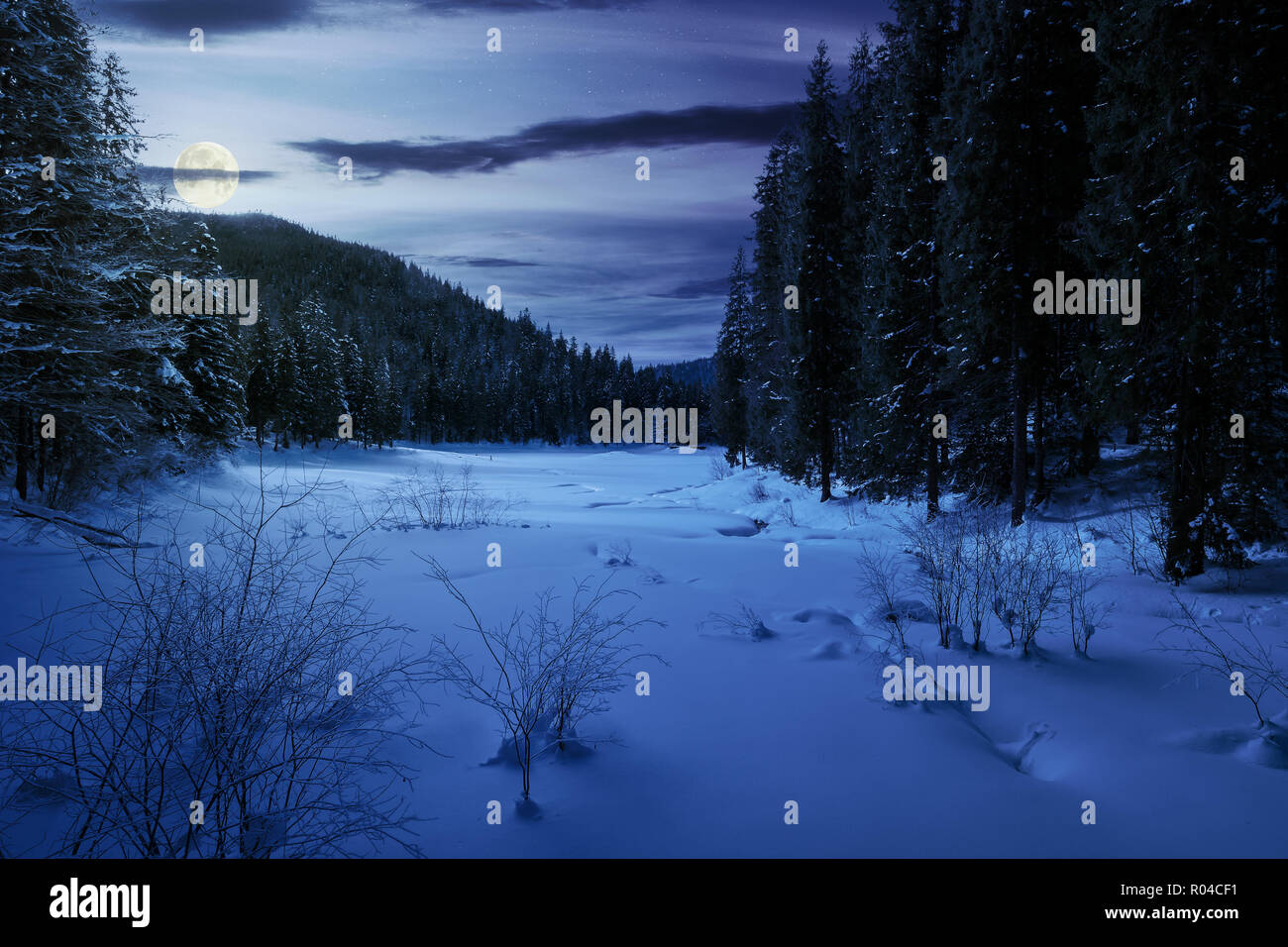 Tall trees night hi-res stock photography and images - Alamy