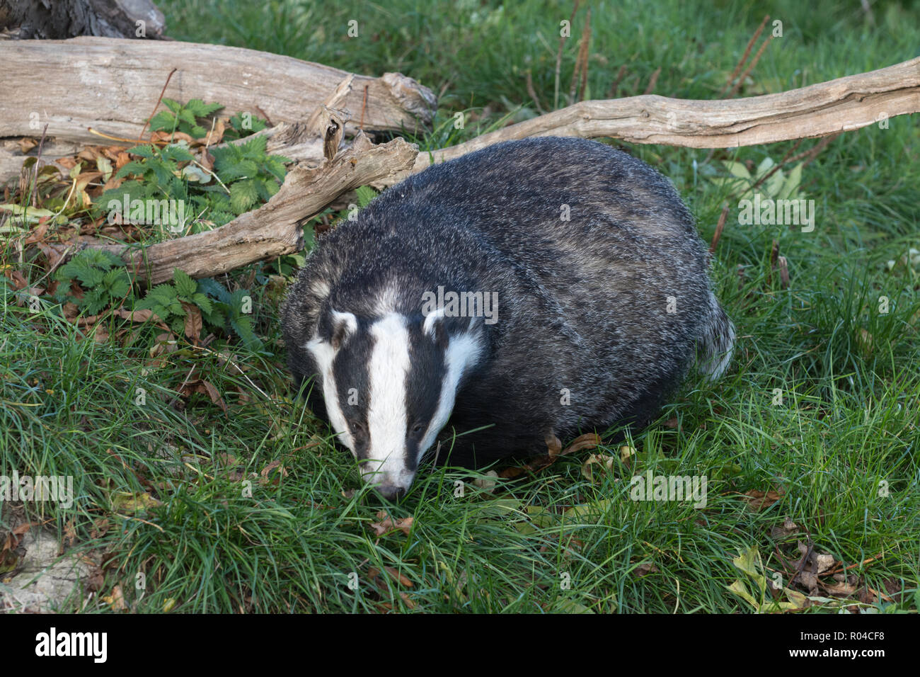 Badger (European or Eurasian badger, Meles meles), a mustelid species ...