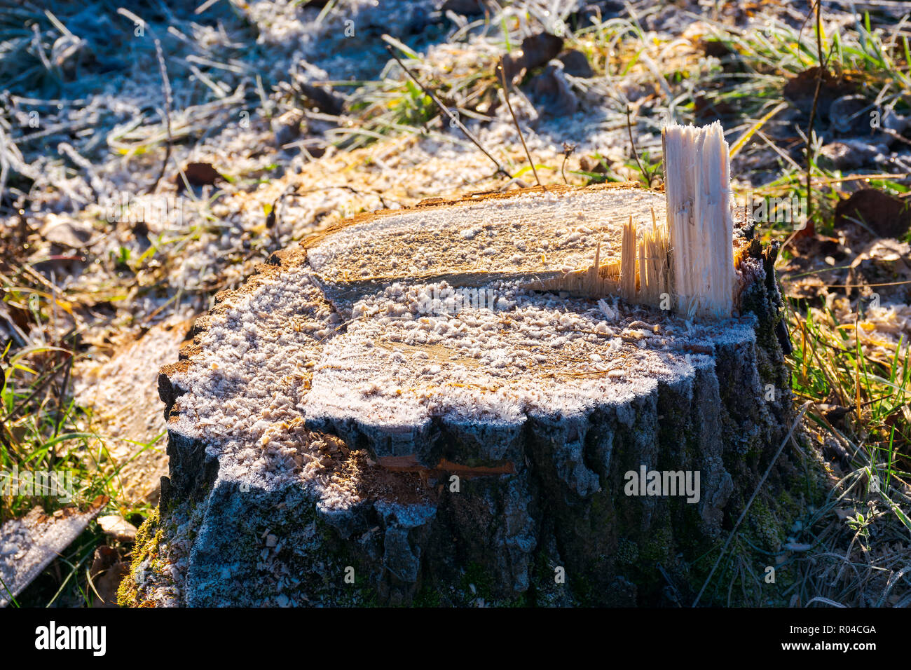 Cutted tree hi-res stock photography and images - Alamy