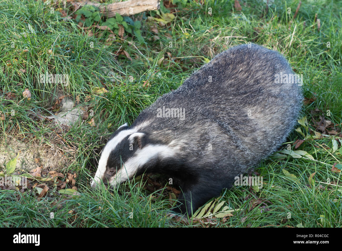 Badger (European or Eurasian badger, Meles meles), a mustelid species ...