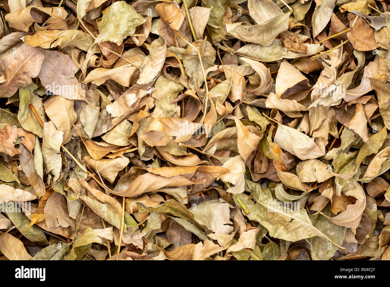 Colorful fall dry leaves background and texture - top view Stock Photo ...