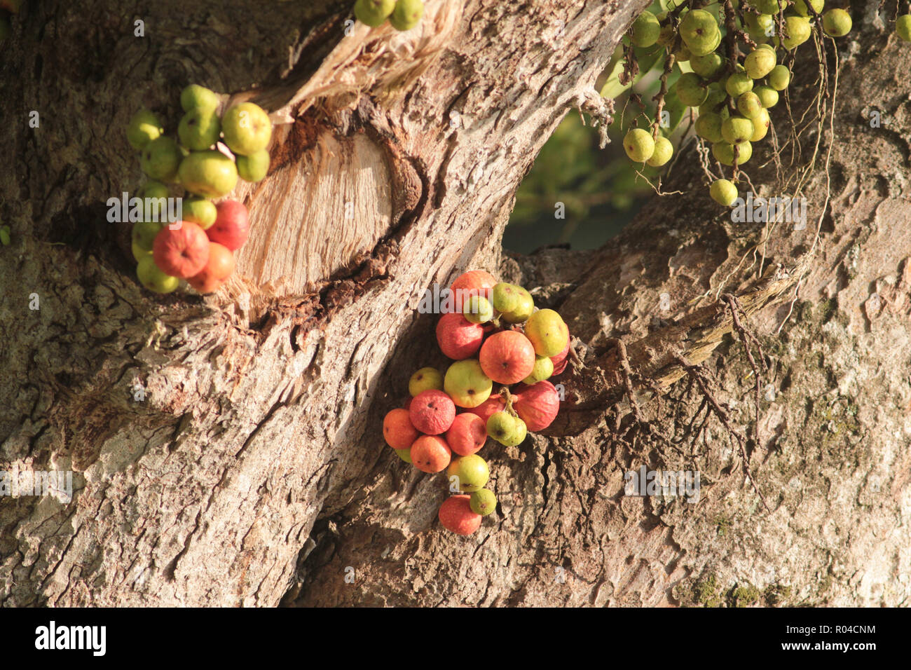 Fig tree fruit river hi-res stock photography and images - Alamy