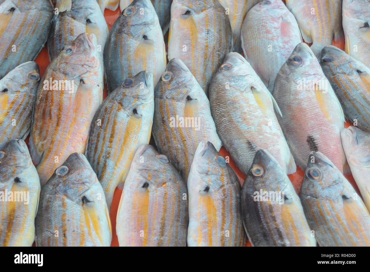 Fishing display hi-res stock photography and images - Alamy