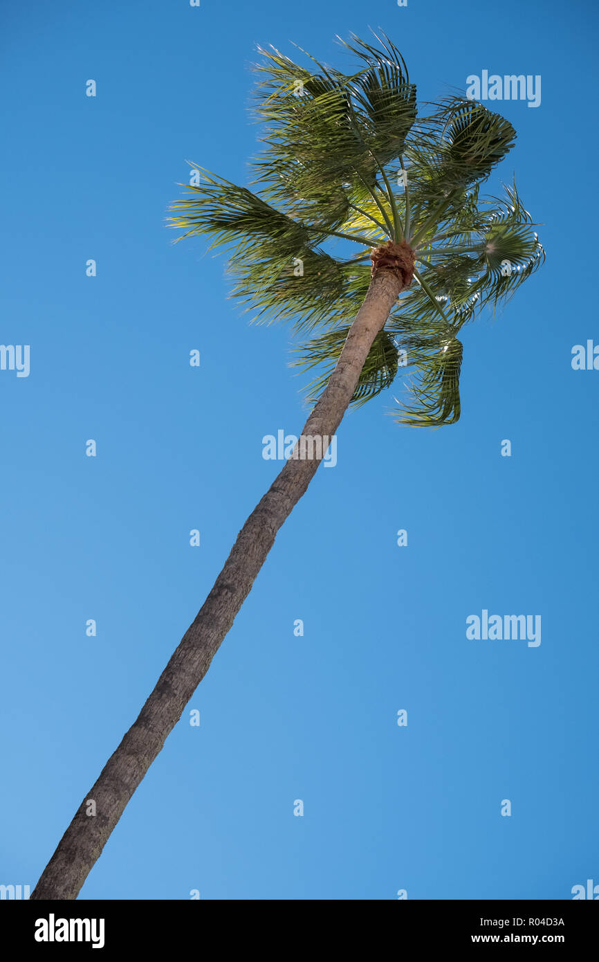 Lecce Italy. Single tall palm tree in Piazetta Antonio Panzera in ...