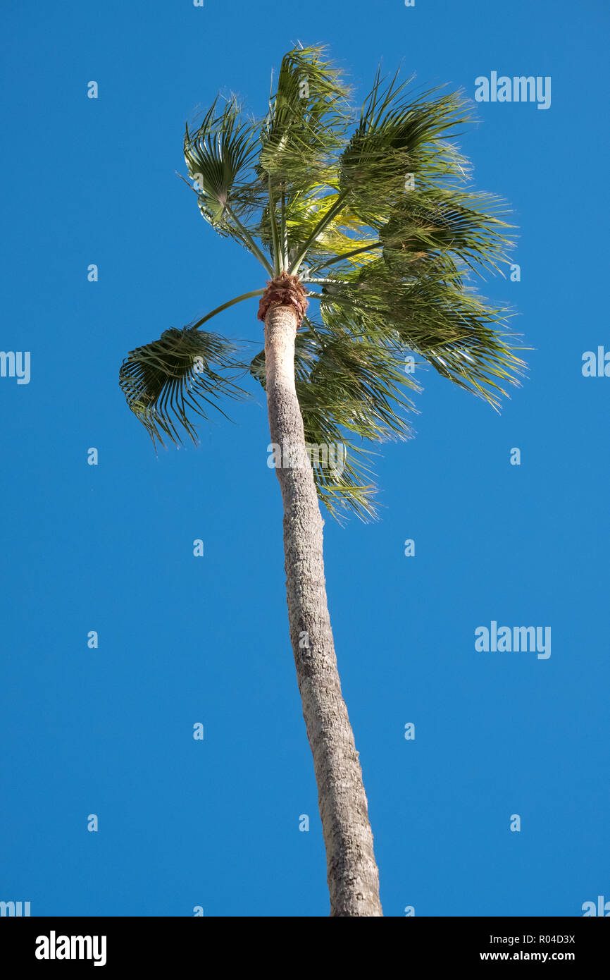 Lecce Italy. Single tall palm tree in Piazetta Antonio Panzera in ...