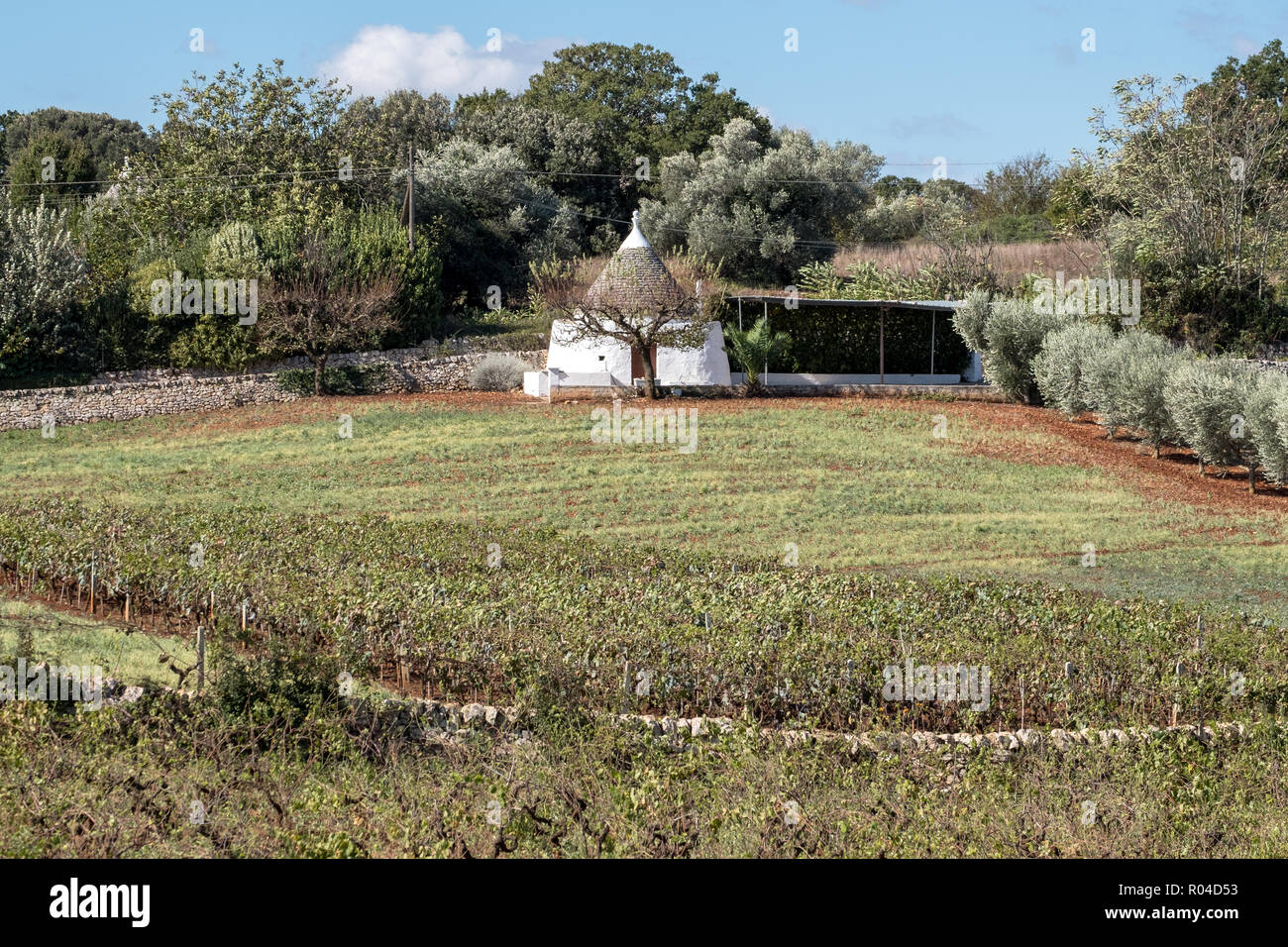 Traditional conical roofed Trullo house on a farm in the area of ...