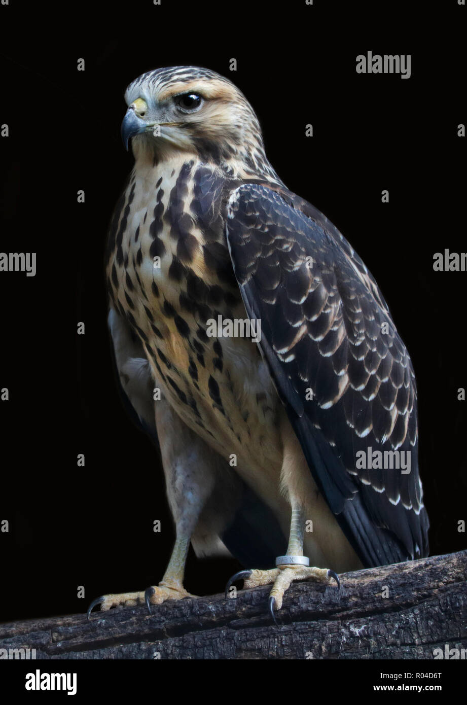 Swainsons Hawk (buteo swainsoni Stock Photo - Alamy