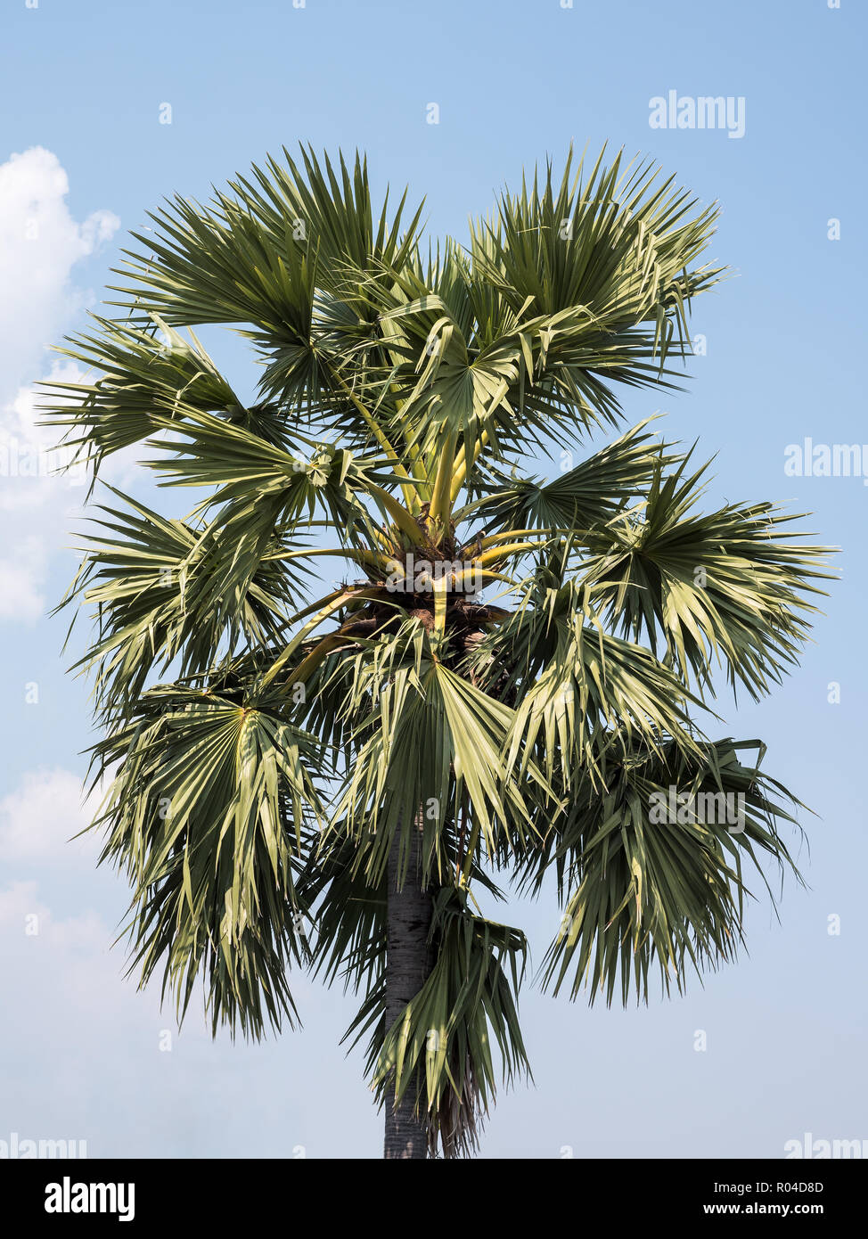 Plam branch hi-res stock photography and images - Alamy