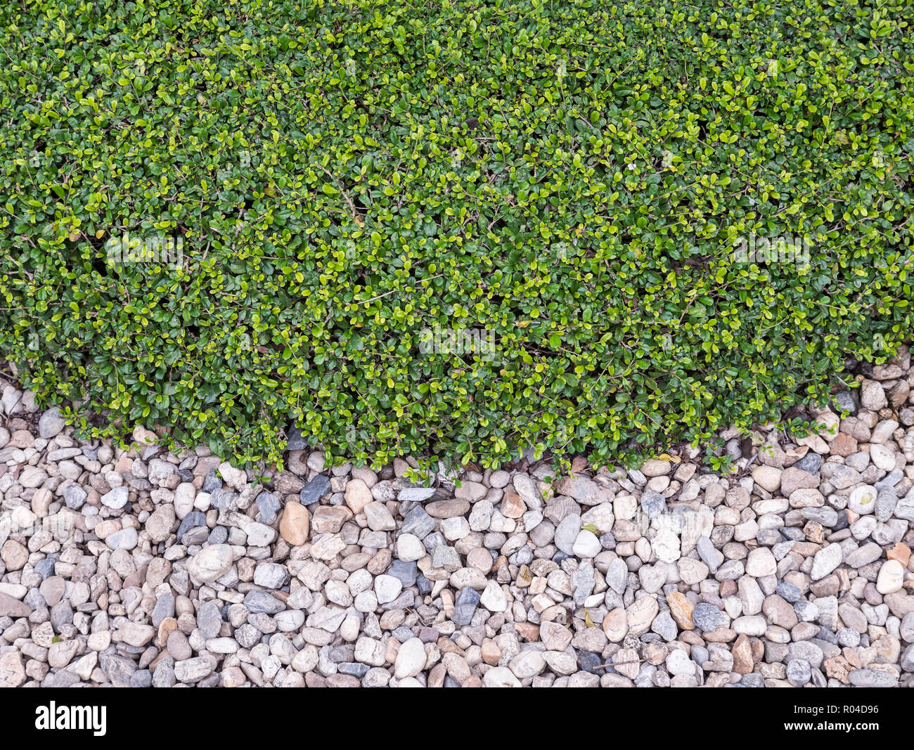 Top view of the modern garden style, white gravel ground and fresh bush ...