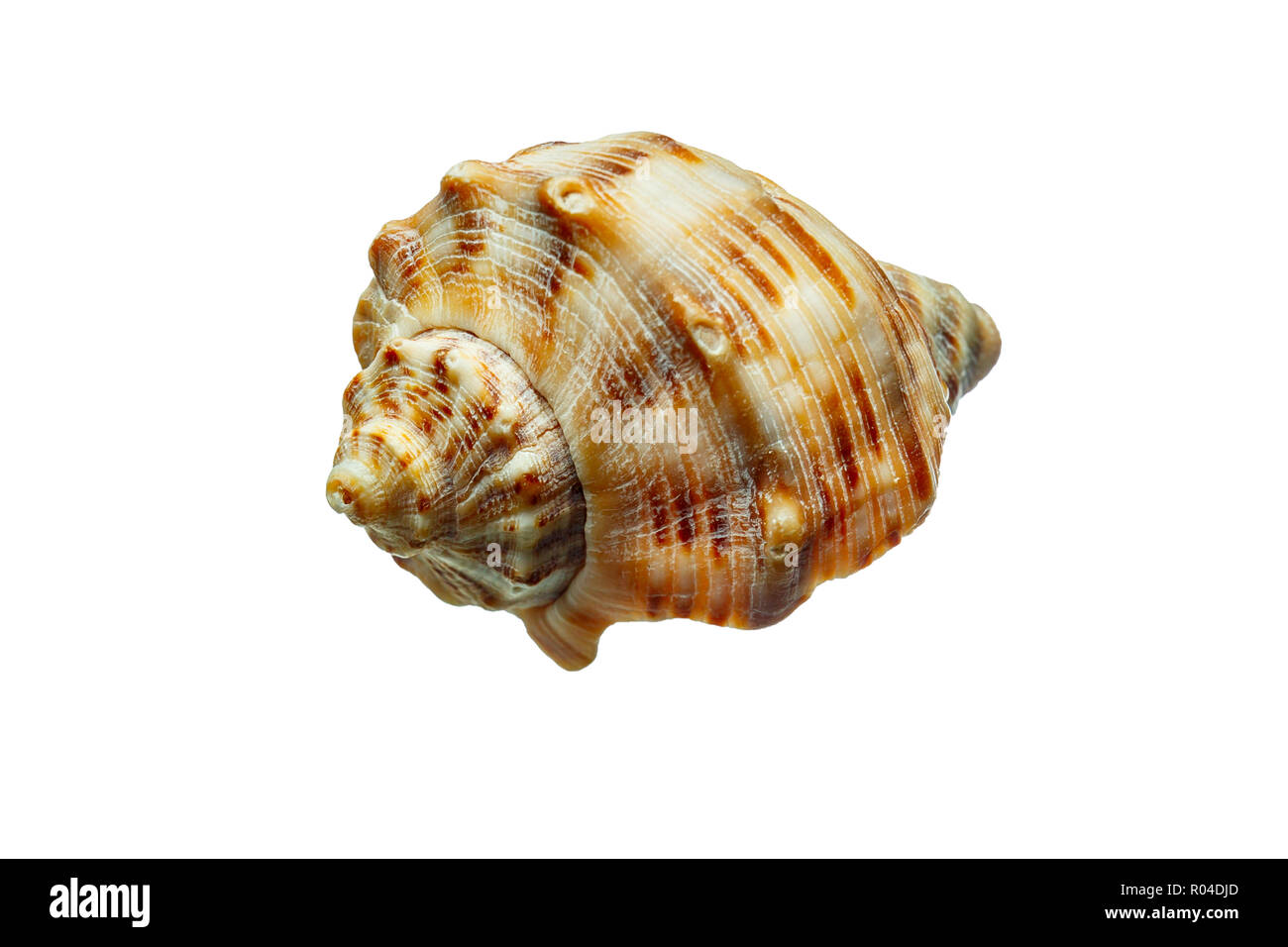 Sea Shell Isolated on a white background Stock Photo - Alamy