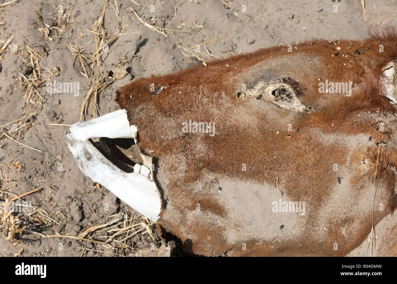 Dead cow medium close up, cause of death unknown - Botswana Stock Photo ...