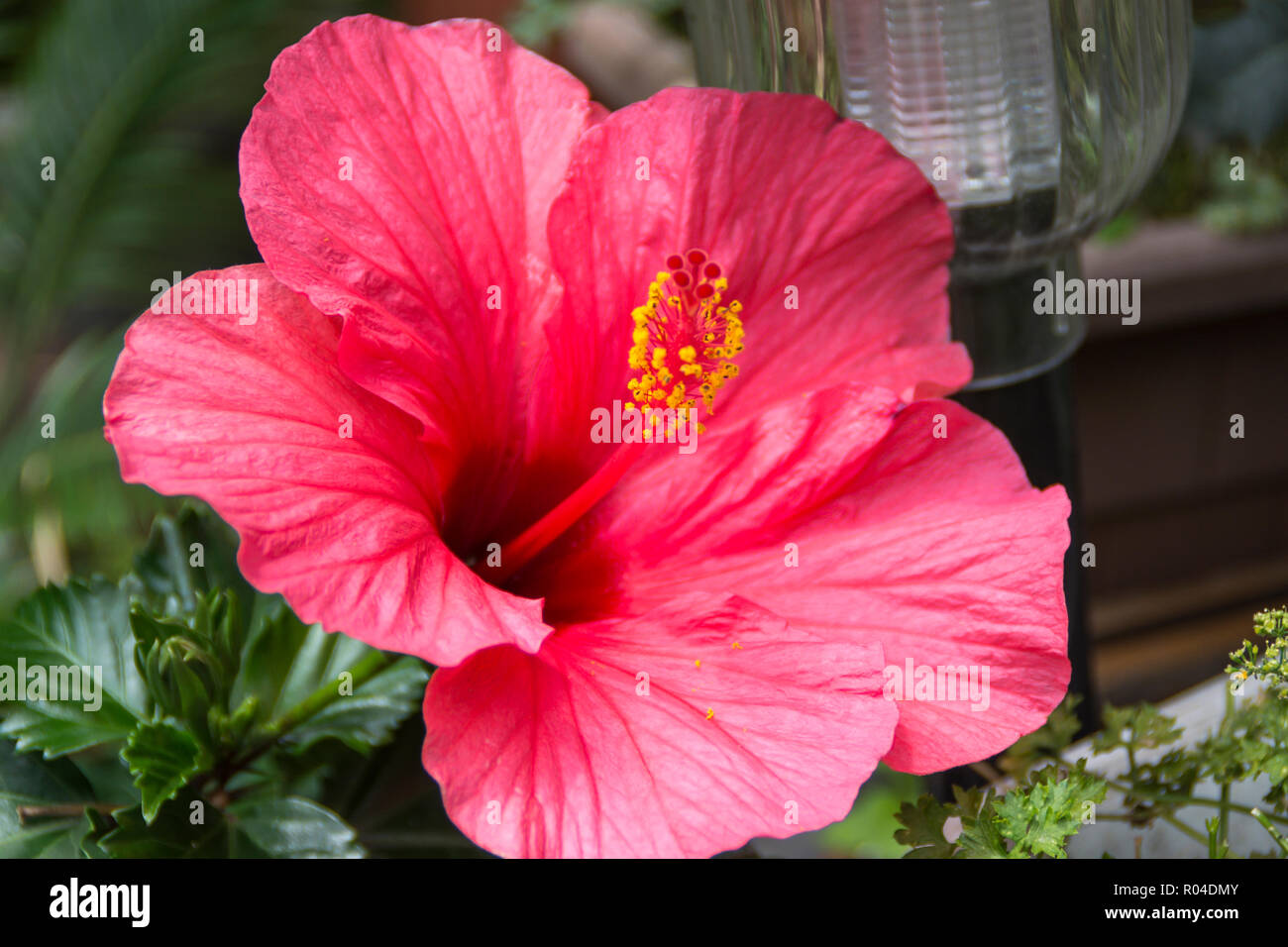 Spring flower in Japan Stock Photo - Alamy