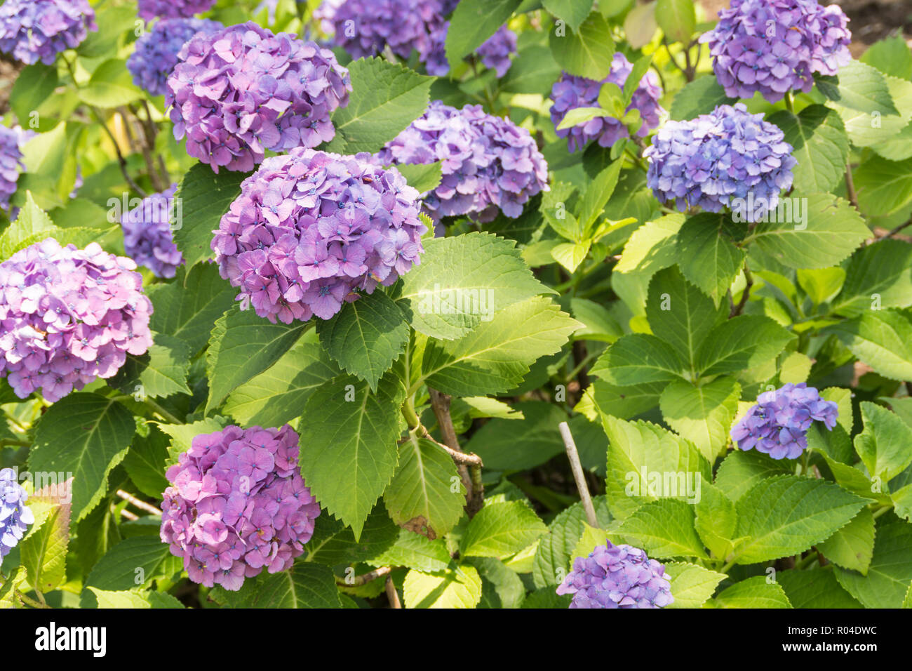Spring flower in Japan Stock Photo - Alamy