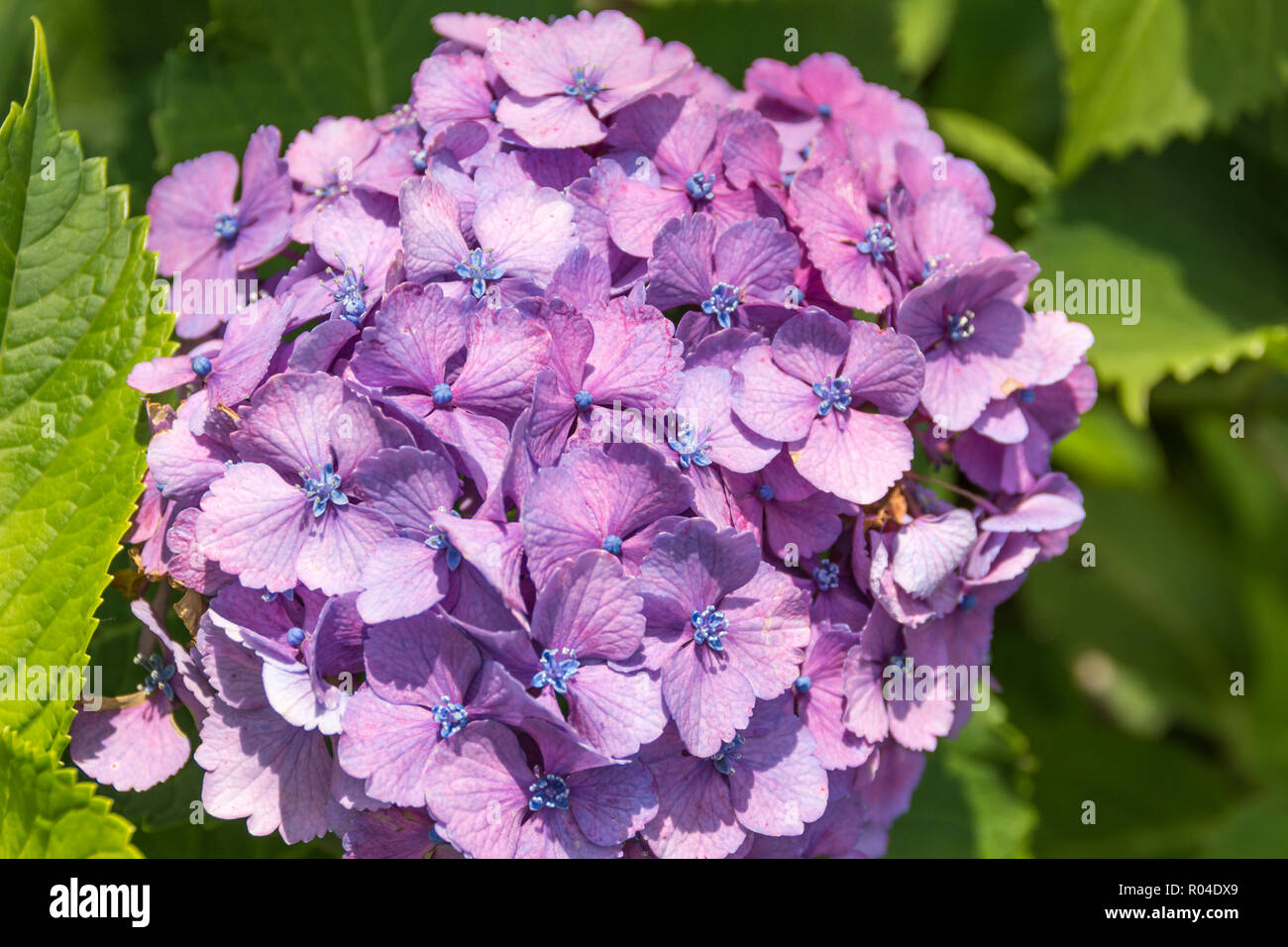 Spring flower in Japan Stock Photo - Alamy
