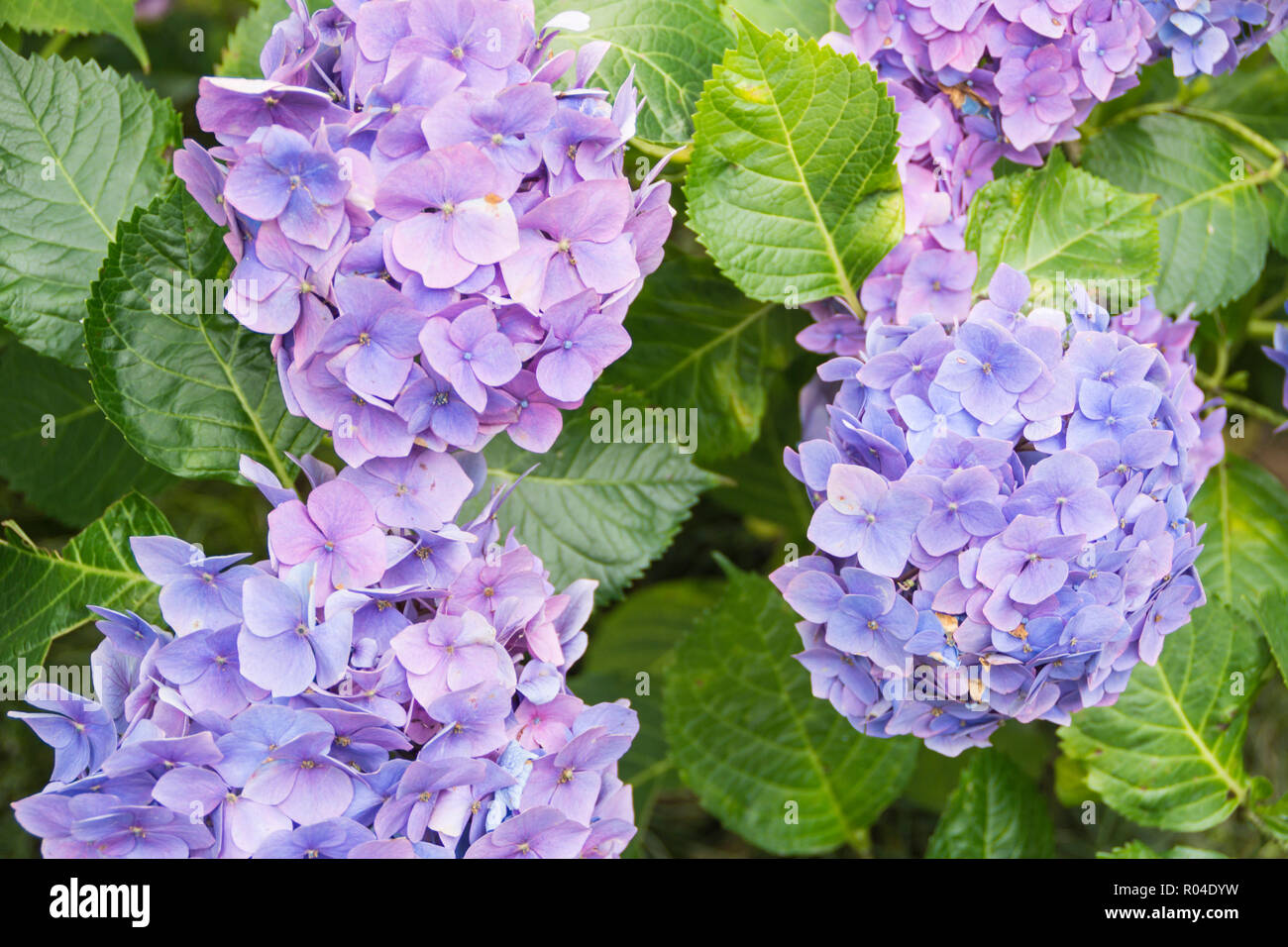 Spring flower in Japan Stock Photo - Alamy
