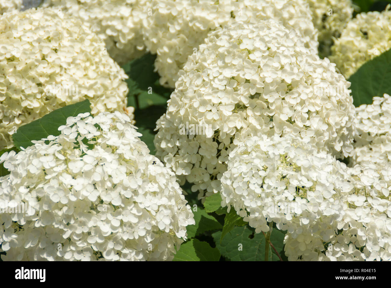Spring flower in Japan Stock Photo - Alamy
