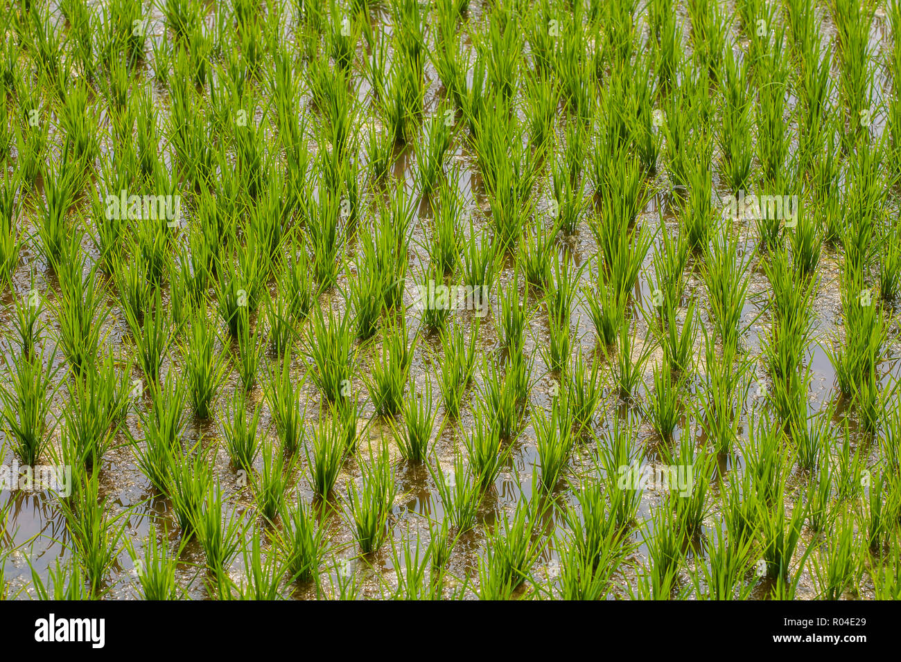 Detail of paddy field Stock Photo - Alamy