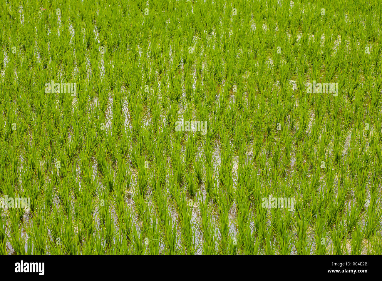 Detail of paddy field Stock Photo - Alamy