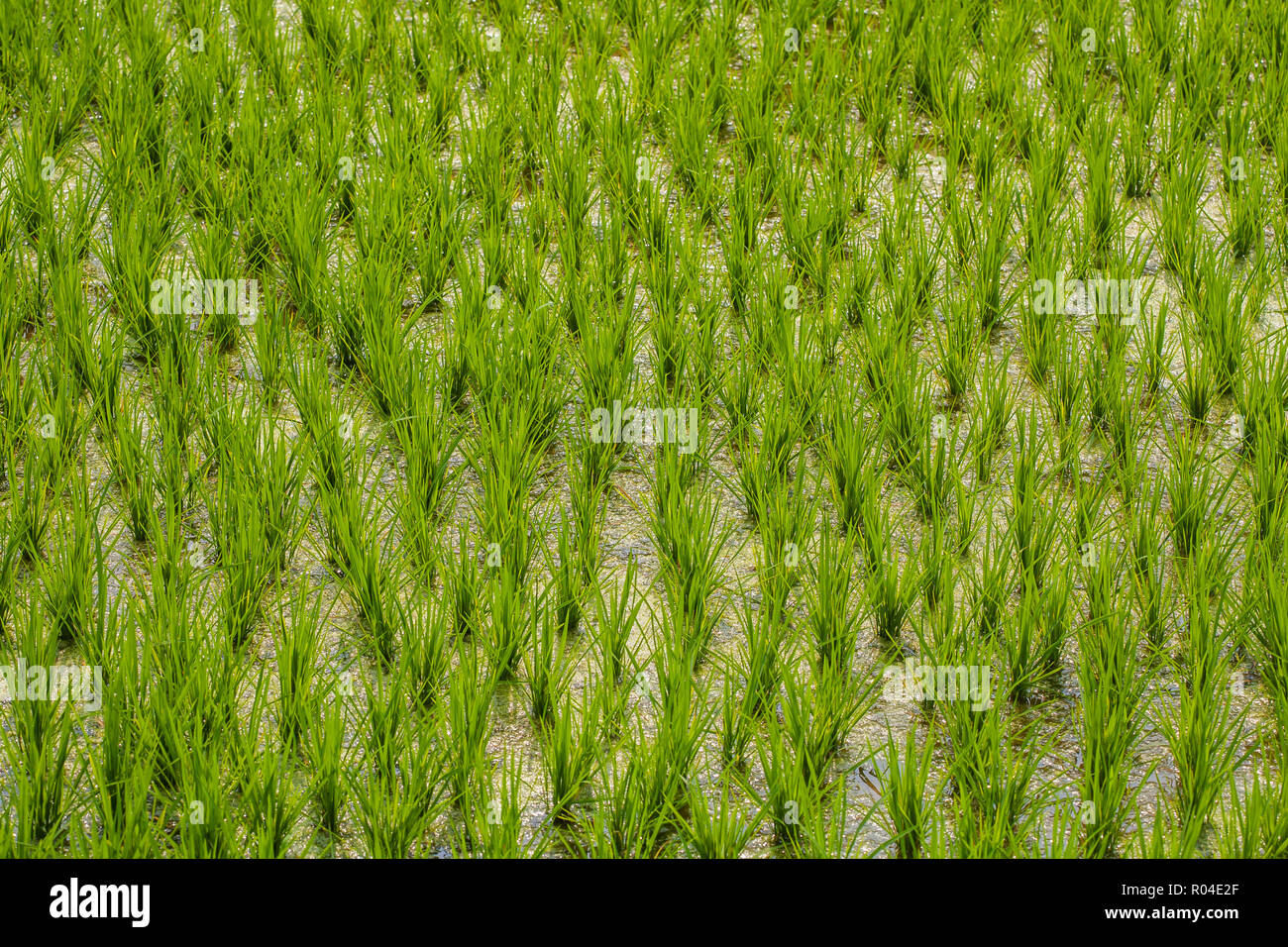 Detail of paddy field Stock Photo - Alamy