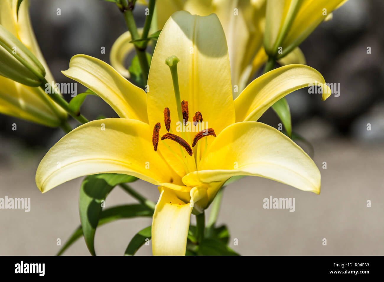 Spring flower in Japan Stock Photo - Alamy