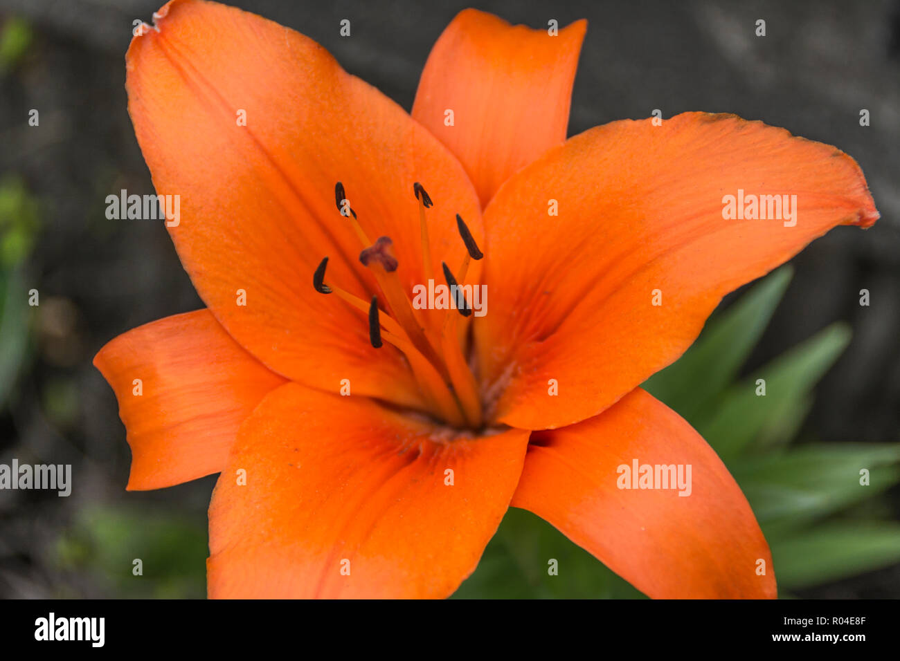 Spring flower in Japan Stock Photo - Alamy