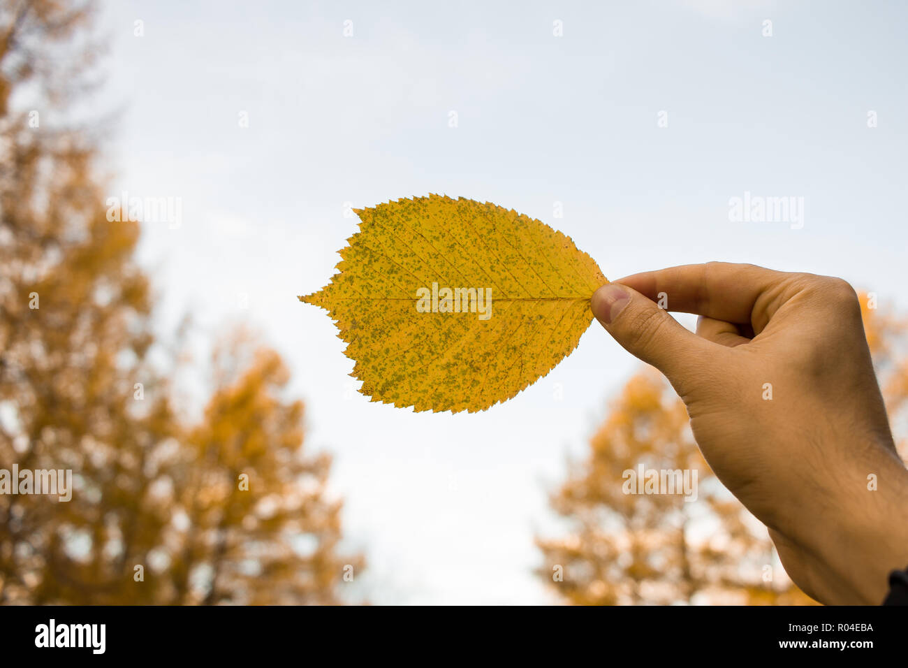 Man hand holding autumn leaf on sky background. Autumn time season ...