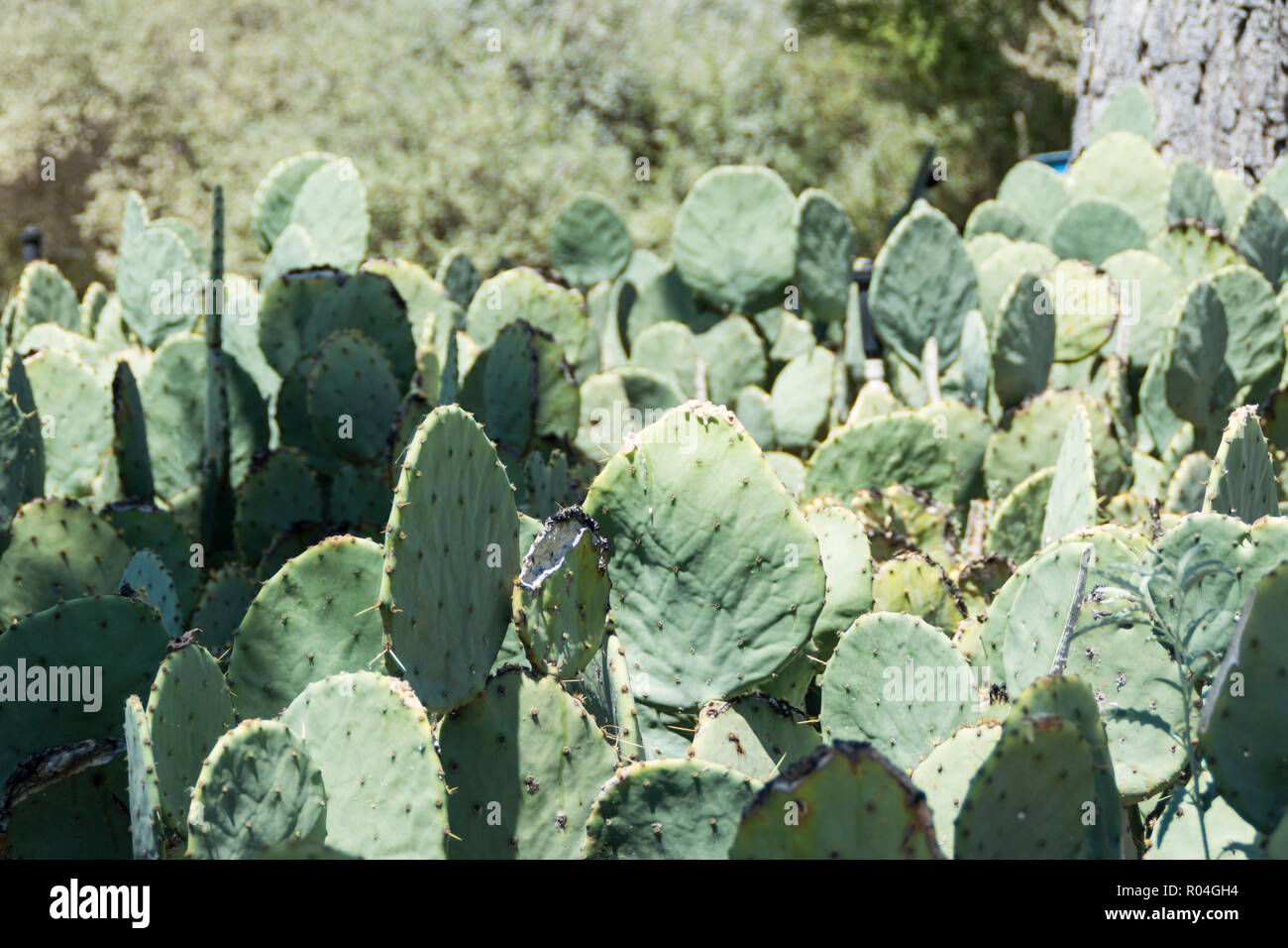 Mexico desert grow hi-res stock photography and images - Alamy