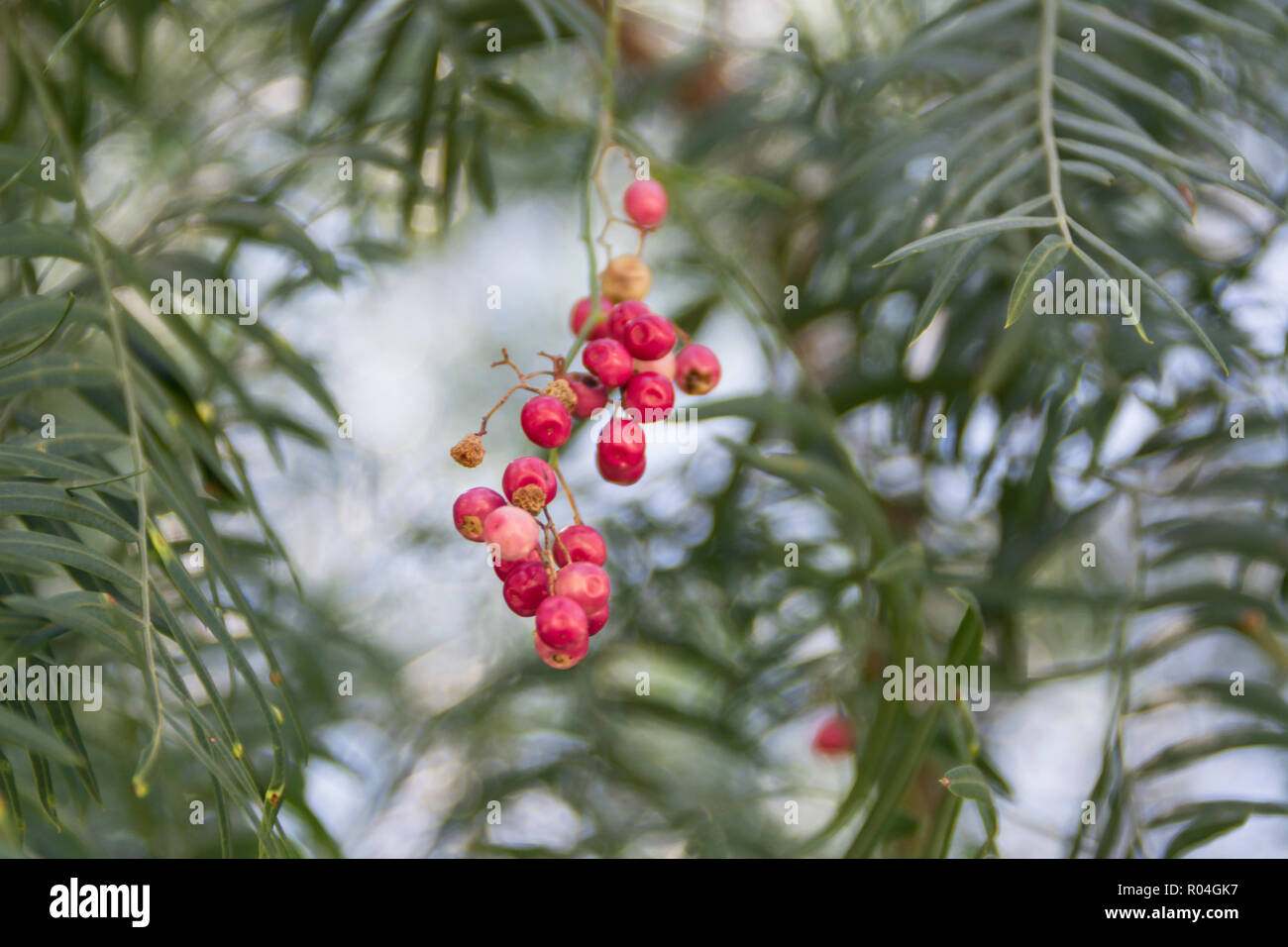 Fruit conifer tree hi-res stock photography and images - Alamy